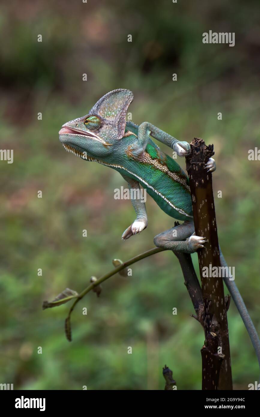 Veiled chameleon on a branch ready to catch prey, Indonesia Stock Photo ...