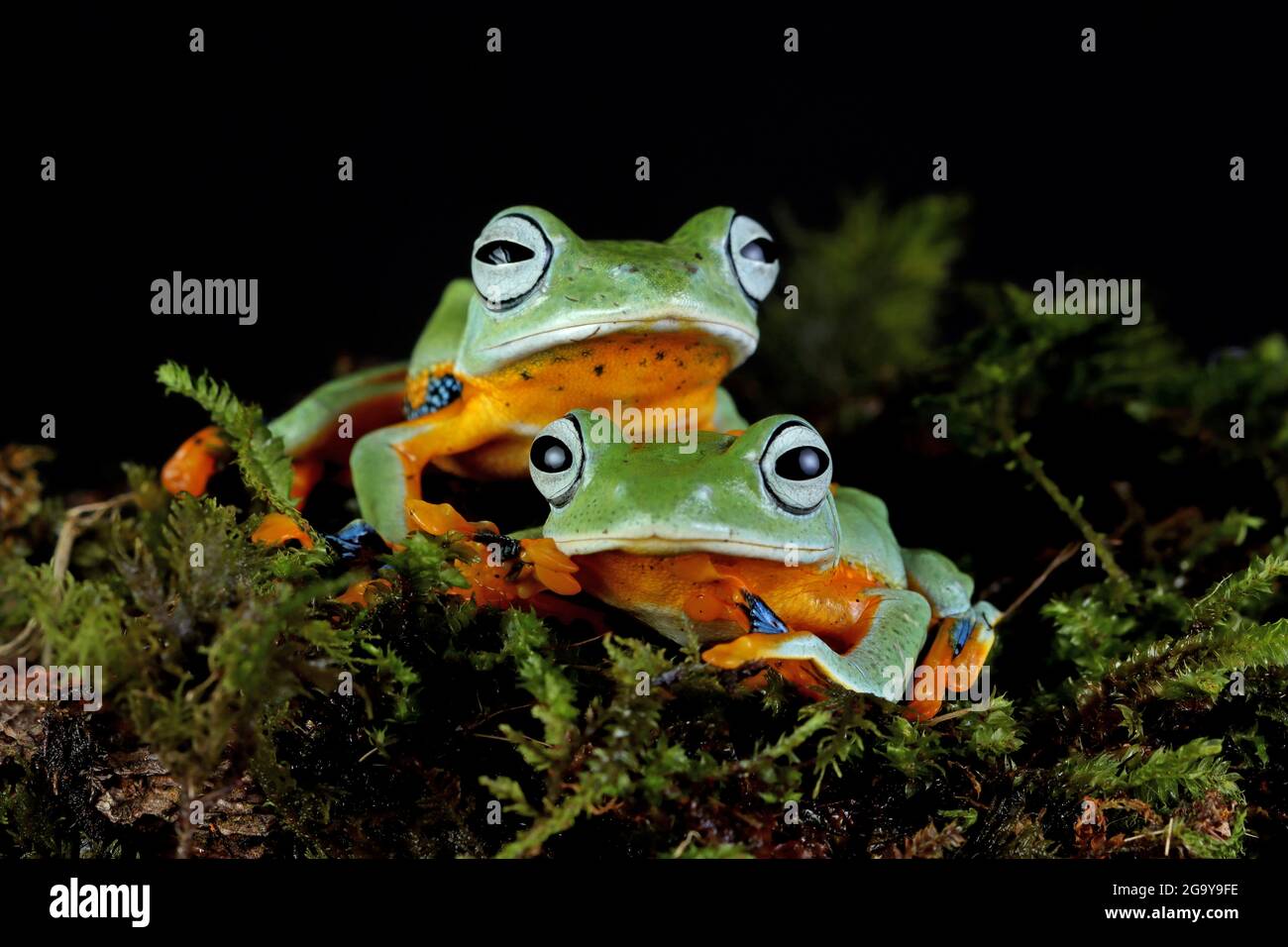 Two Javan tree frogs on moss, Indonesia Stock Photo - Alamy