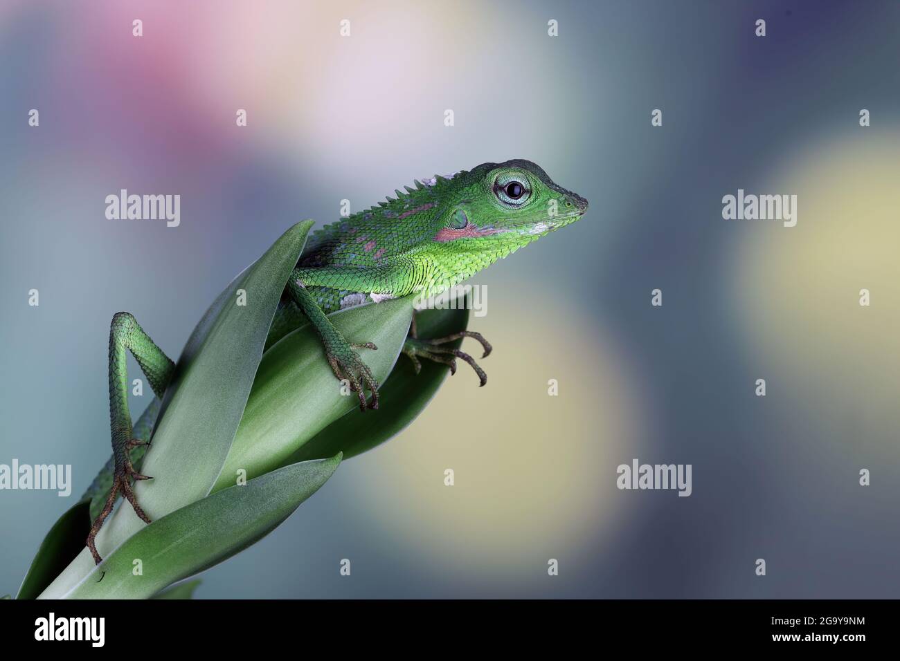 Maned lizard hi-res stock photography and images - Alamy