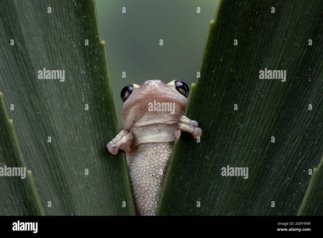 Close-up of an Australian green tree frog between two leaves, Indonesia ...