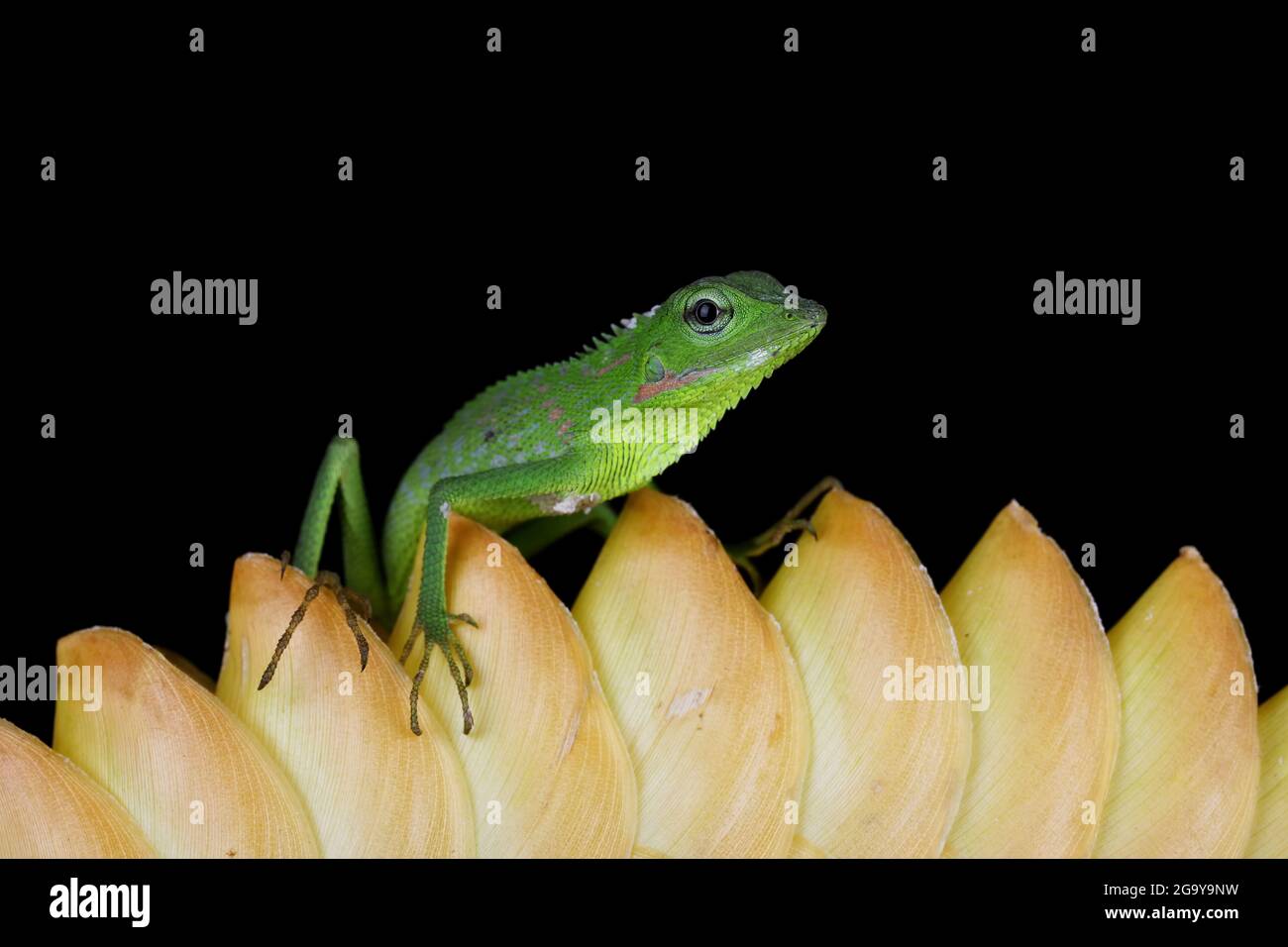 Maned lizard hi-res stock photography and images - Alamy