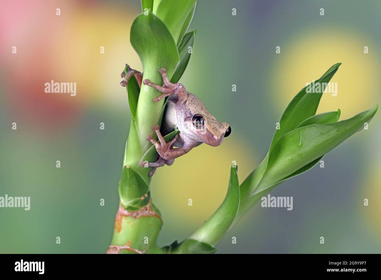 Dumpy tree frog on plant hi-res stock photography and images - Alamy