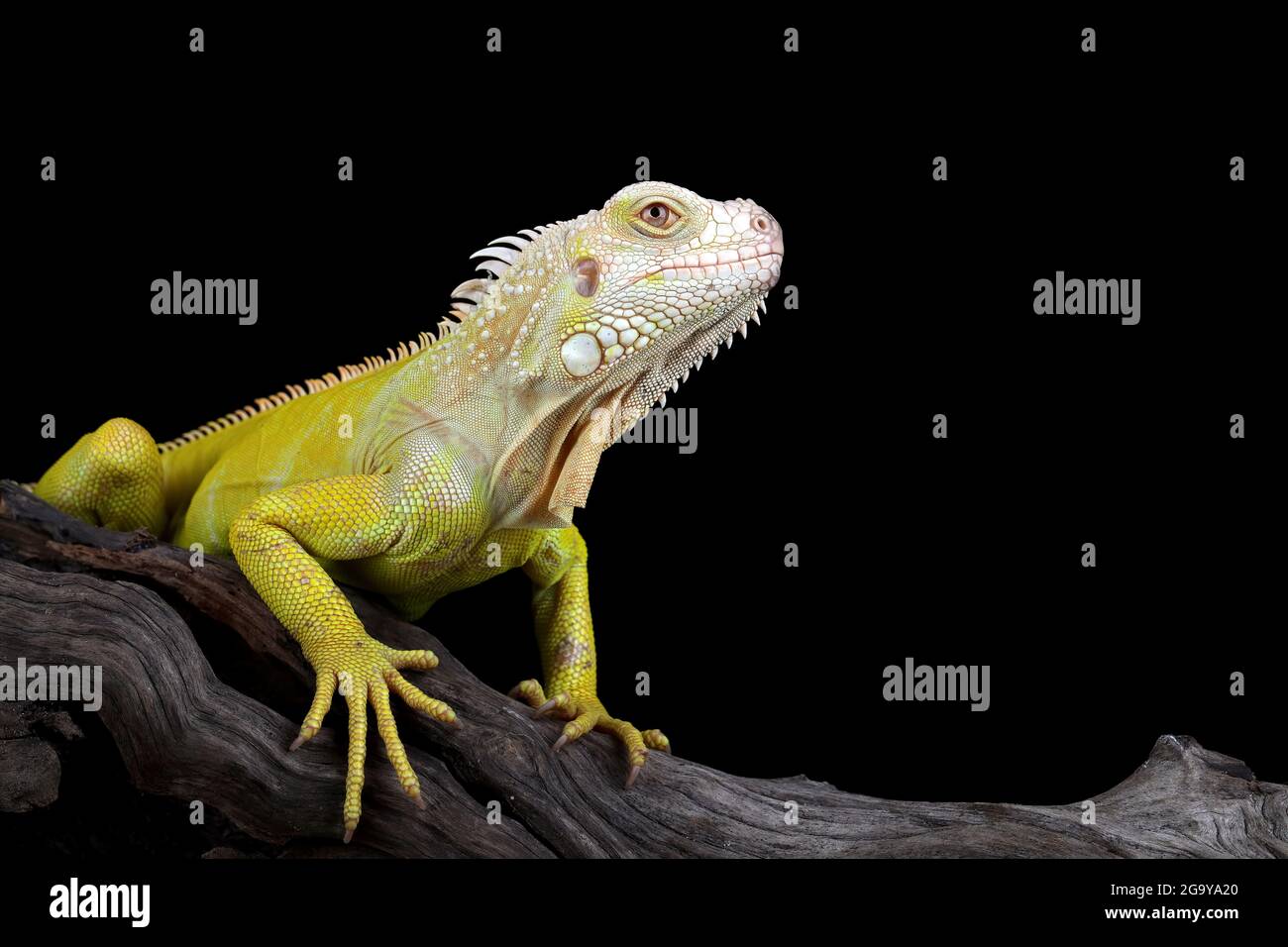Albino Iguana