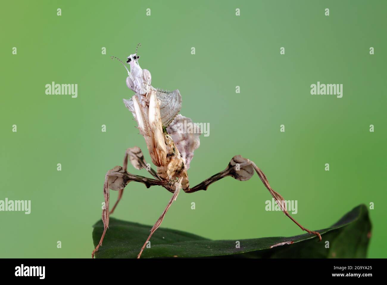 Devils flower mantis hi-res stock photography and images - Alamy