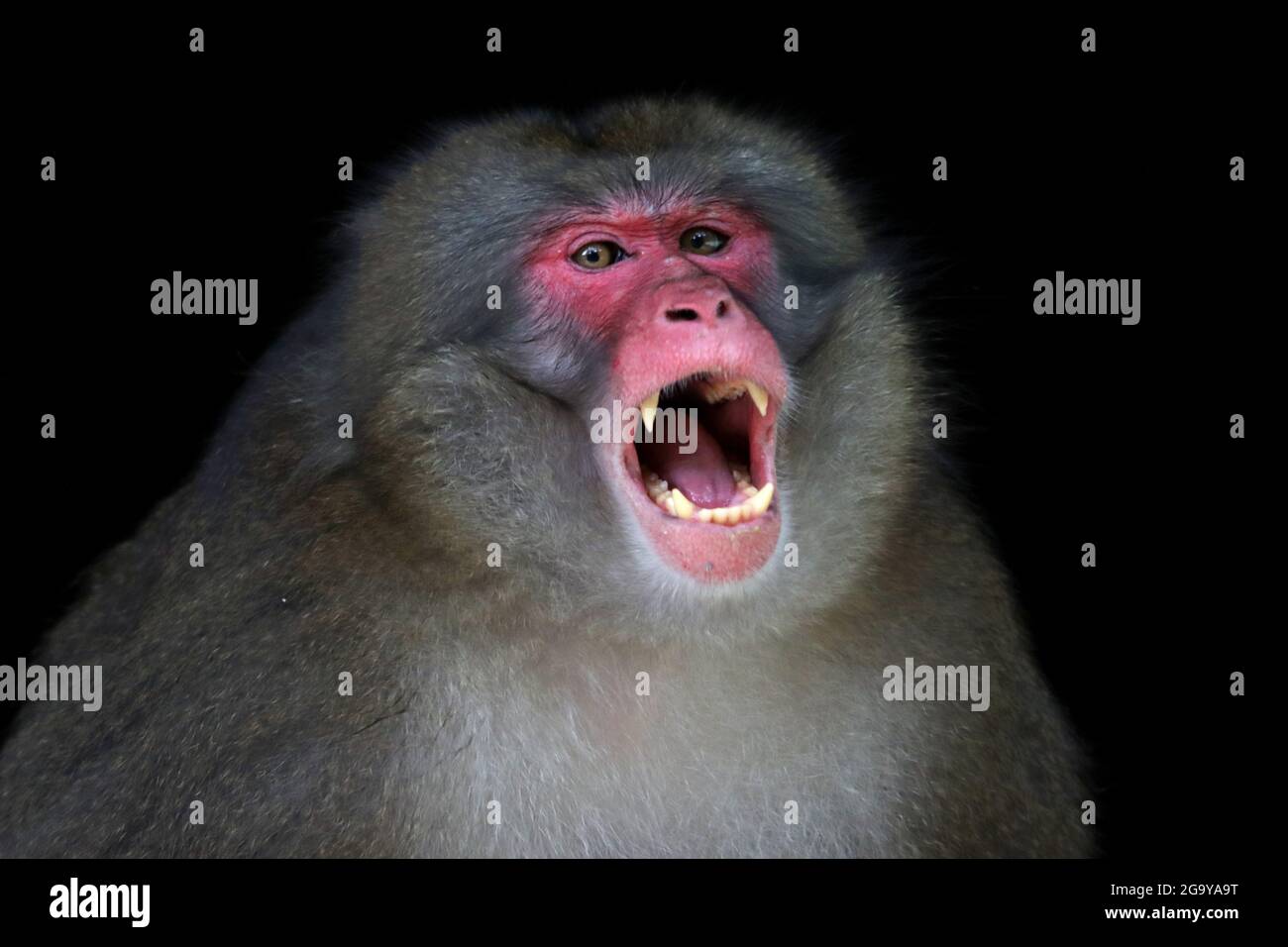 Snarling monkey hi-res stock photography and images - Alamy