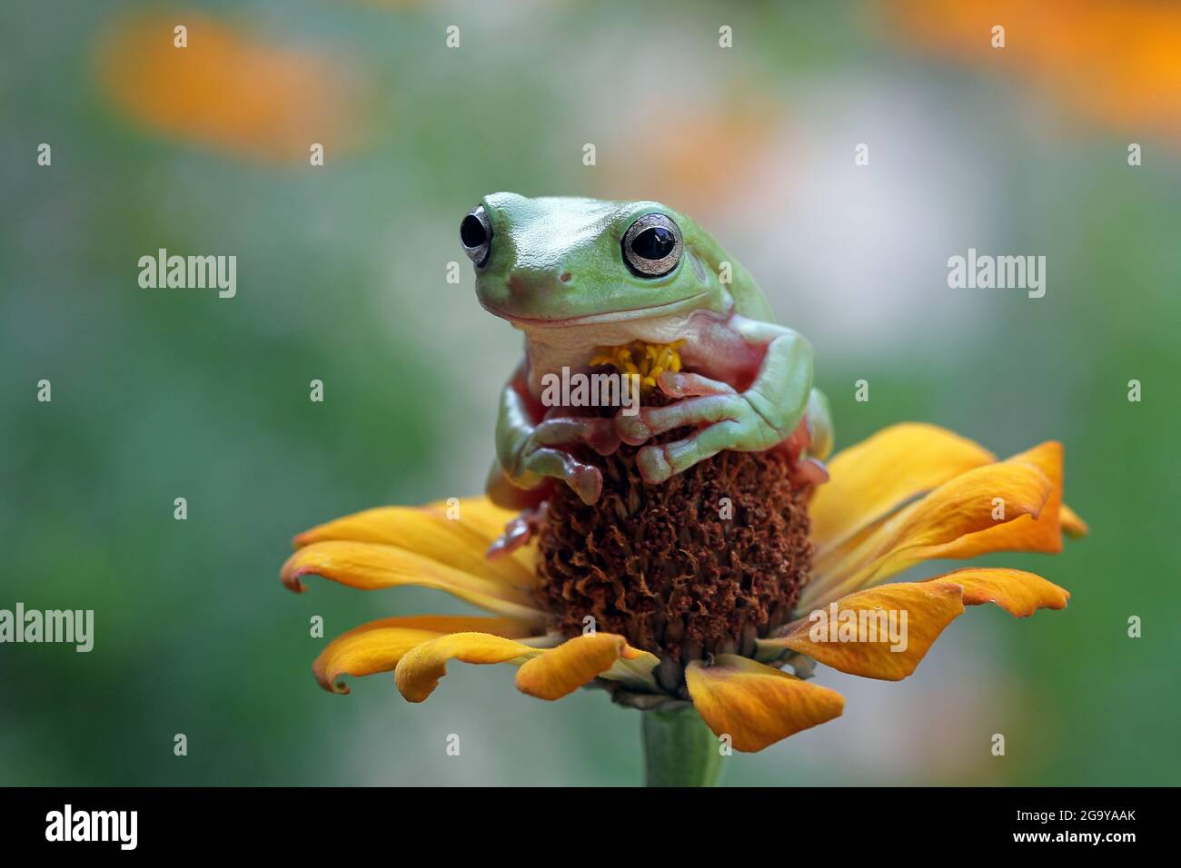 Australian green tree frog sitting on a flower head hugging the flower ...