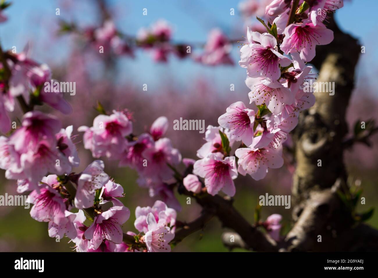 Peach fields in bloom hi-res stock photography and images - Alamy