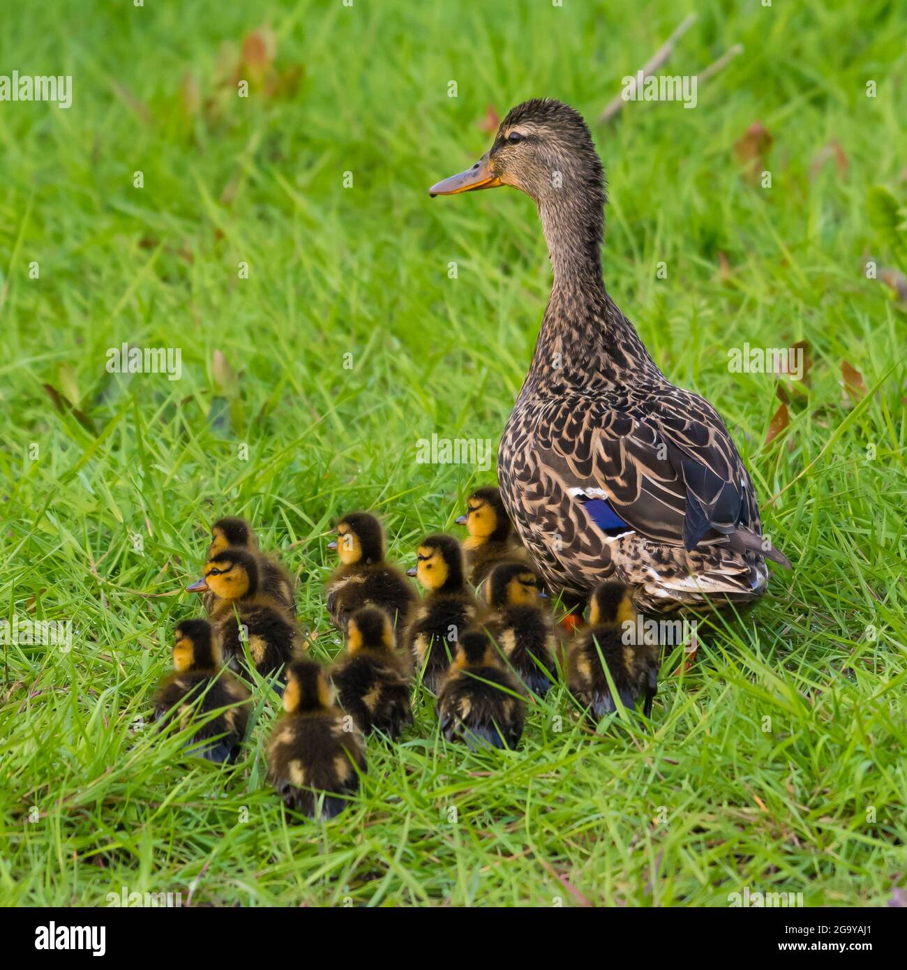 Female Mallard duck with a brood of ducklings walking on grass, Canada ...