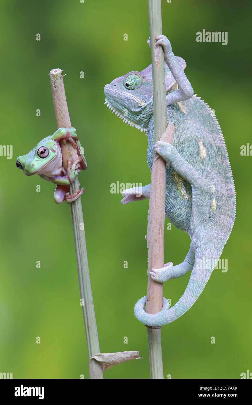 Chameleon and a frog on a branch, Indonesia Stock Photo - Alamy