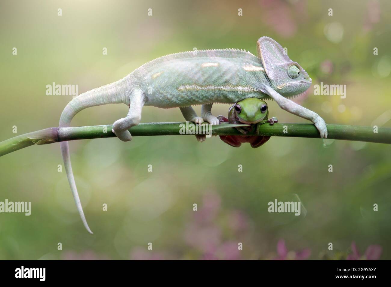 Chameleon Frog