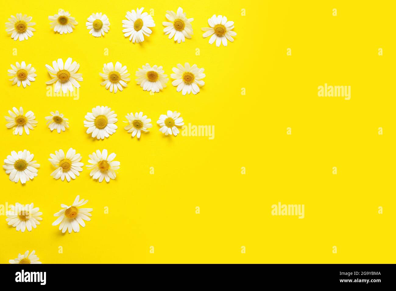 Beautiful chamomile flowers on color background Stock Photo - Alamy
