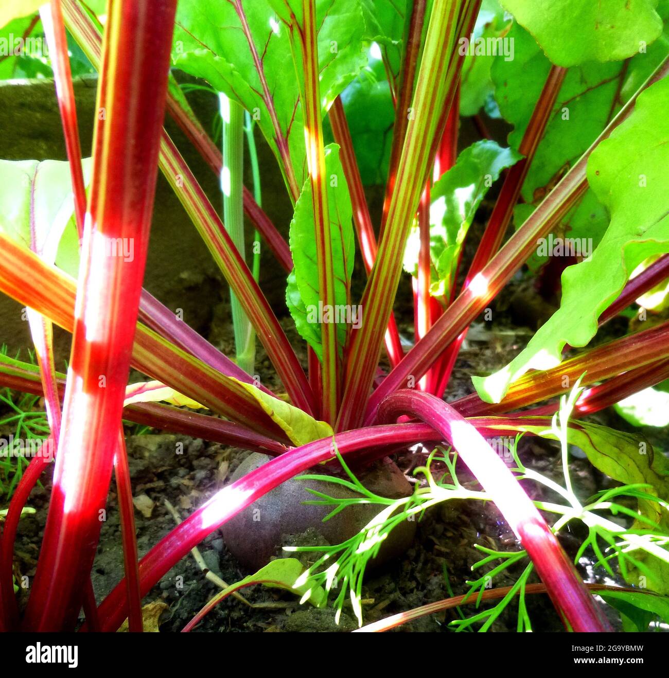 Growing beetroot on the vegetable bed. Plant from garden in Siberia ...
