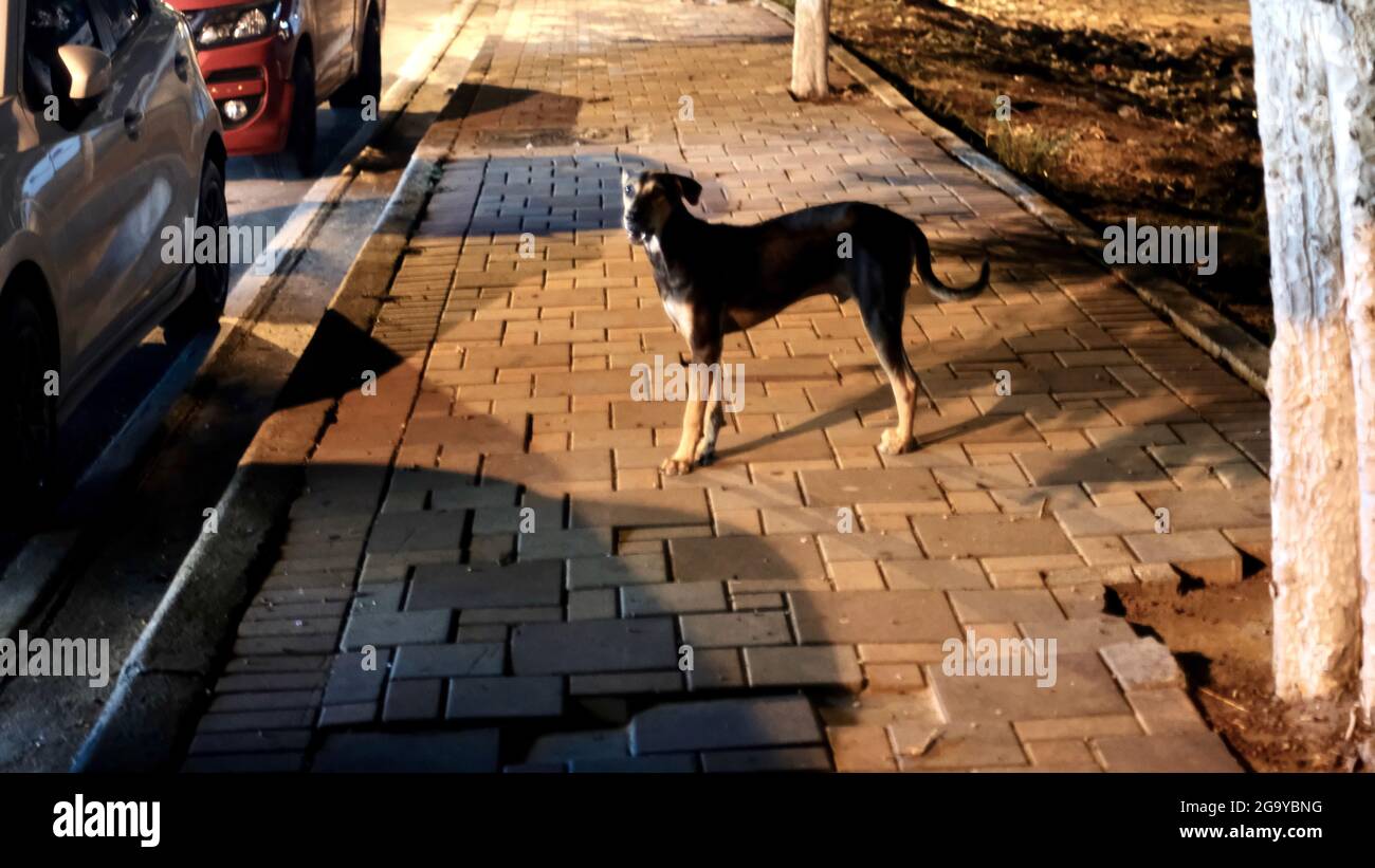 Third world country dog hi-res stock photography and images - Alamy