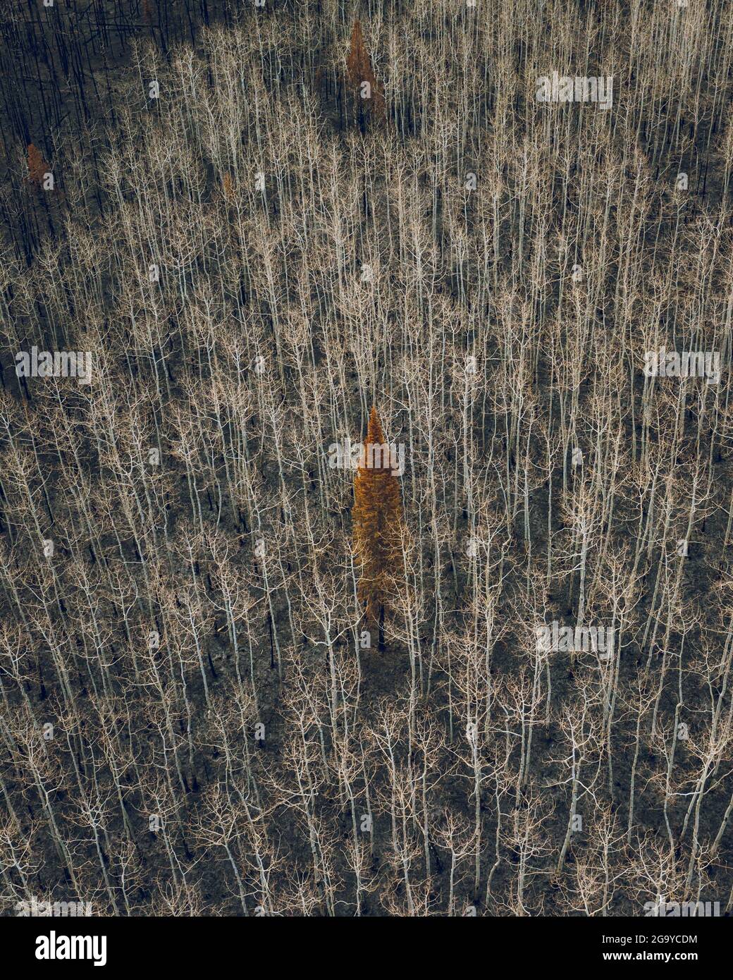 Conifer forest fire and aerial hi-res stock photography and images - Alamy