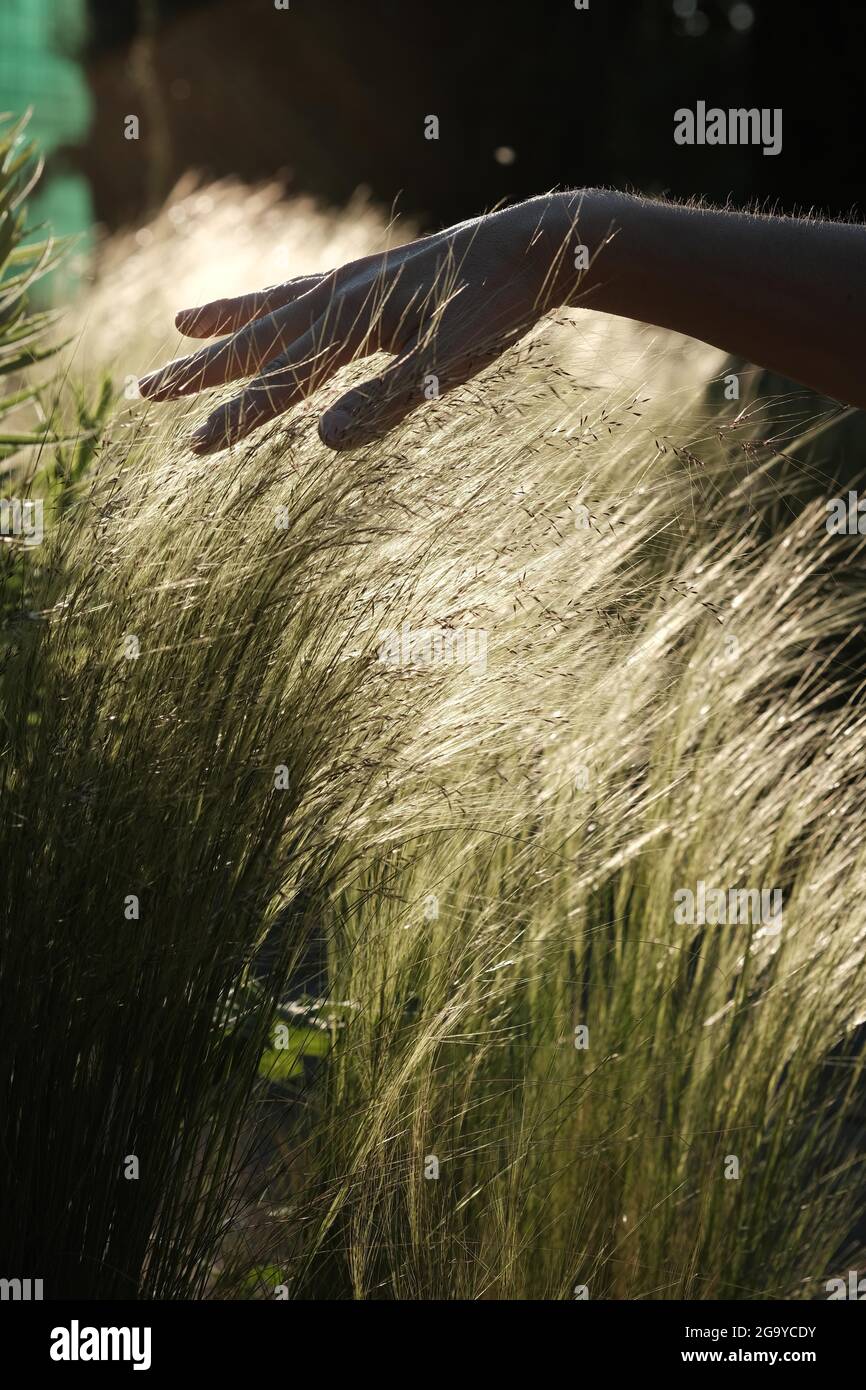 Woman brushing her hand across wheat growing in a field, France Stock ...