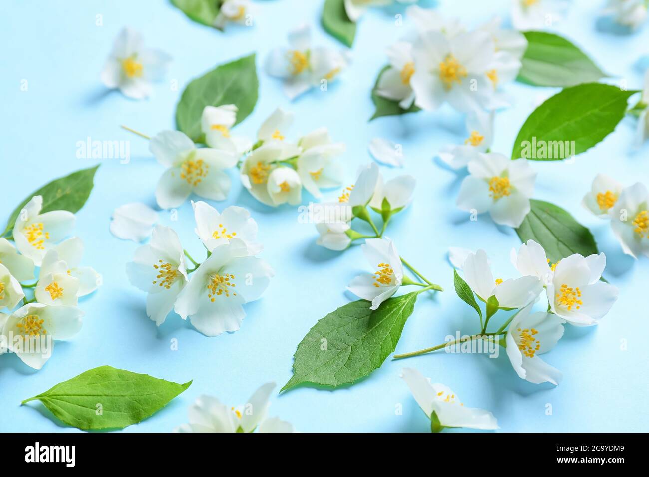 Colorful Jasmine Flowers