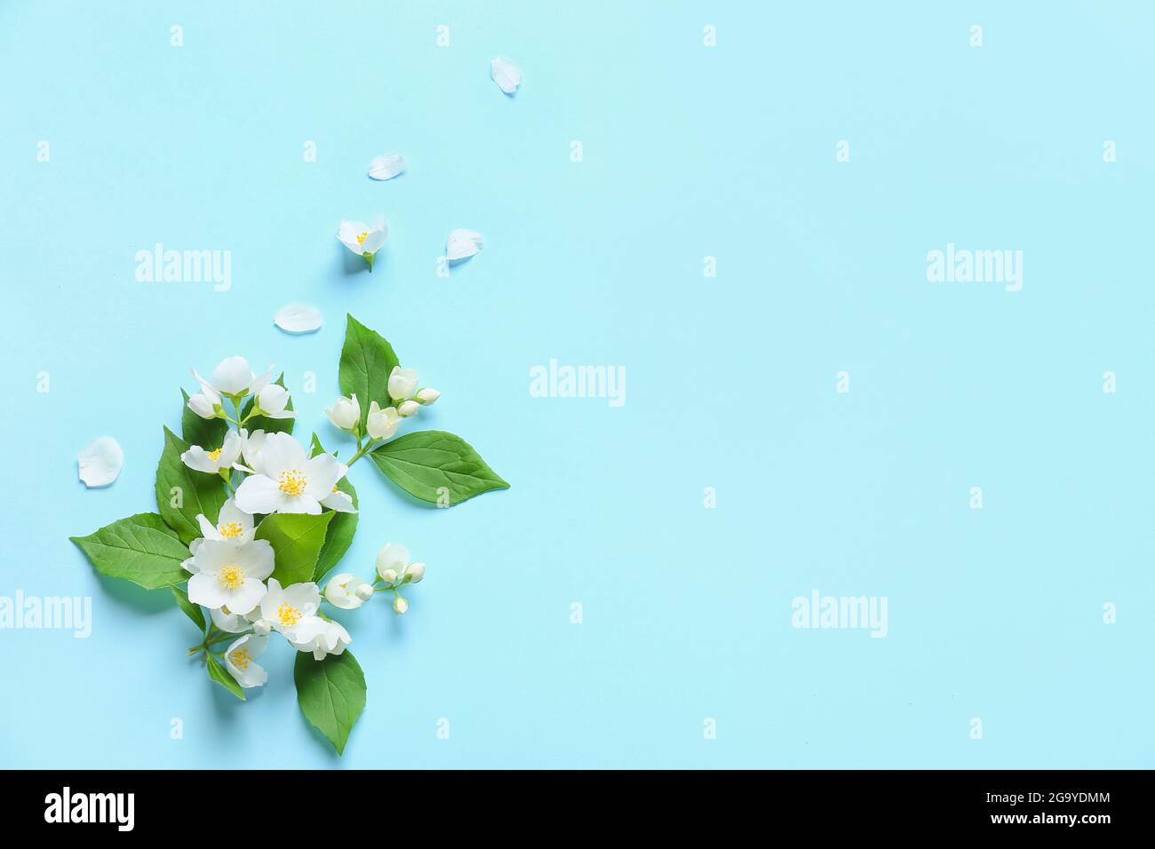 Beautiful jasmine flowers on color background Stock Photo - Alamy