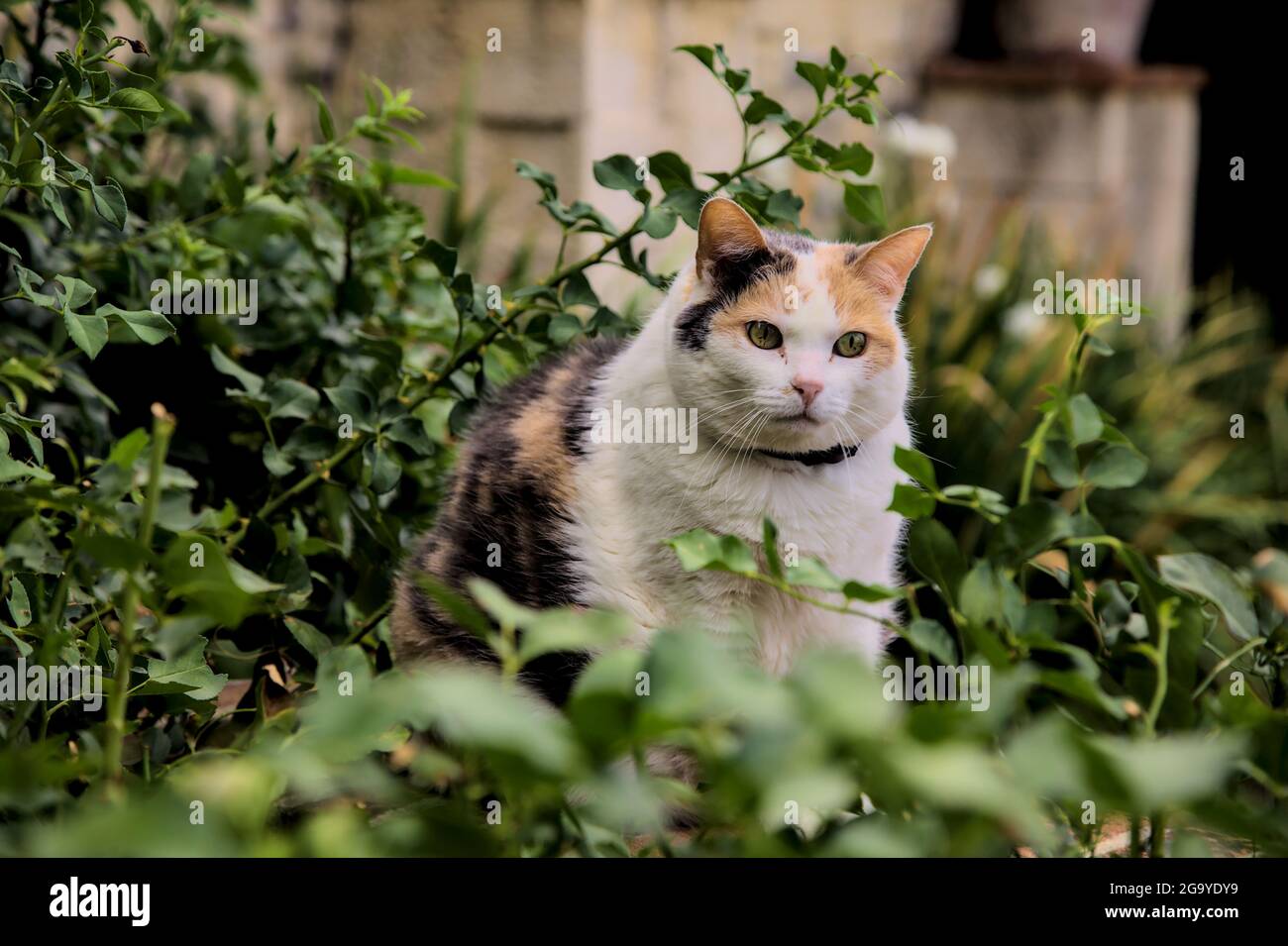 Stout calico cat in a bush Stock Photo - Alamy