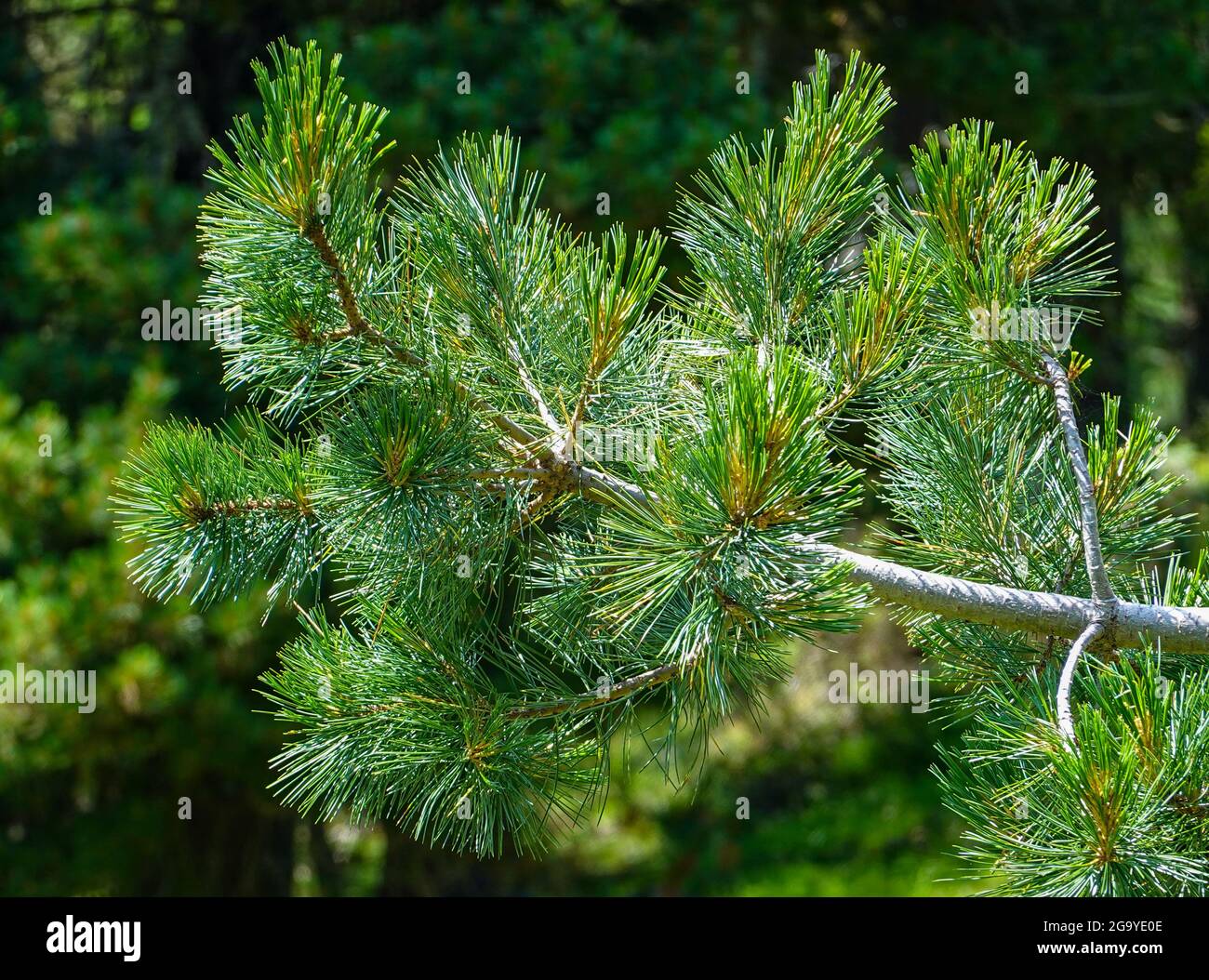 Zirbel hi-res stock photography and images - Alamy