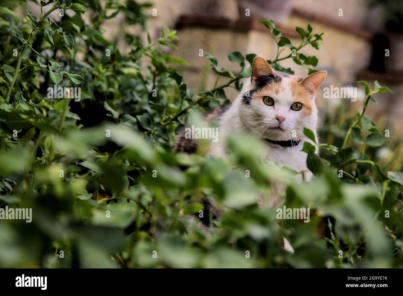 Stout calico cat in a bush Stock Photo - Alamy