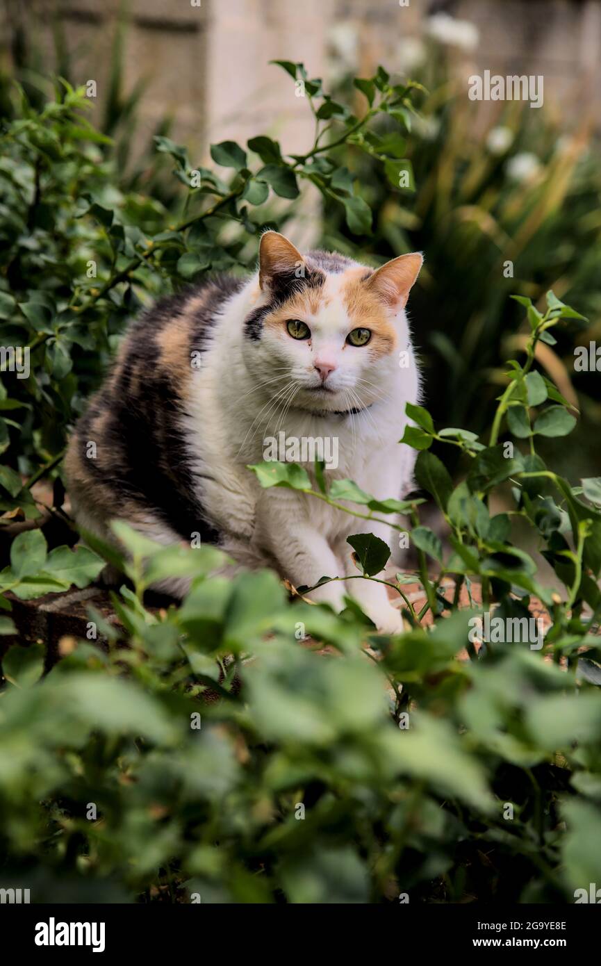 Stout calico cat in a bush Stock Photo - Alamy