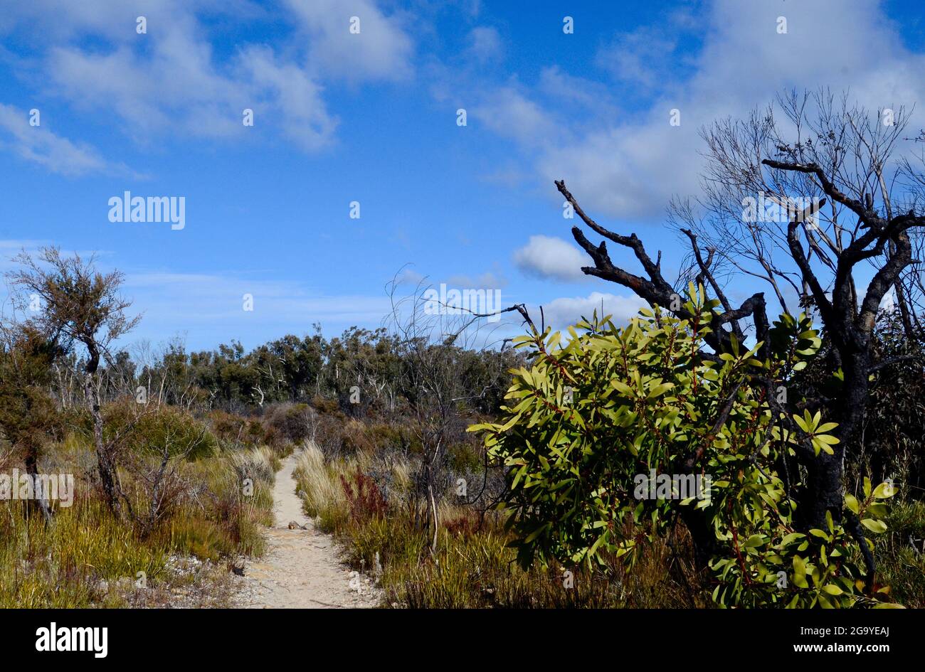 Lockleys Pylon Walking Track Stock Photo - Alamy