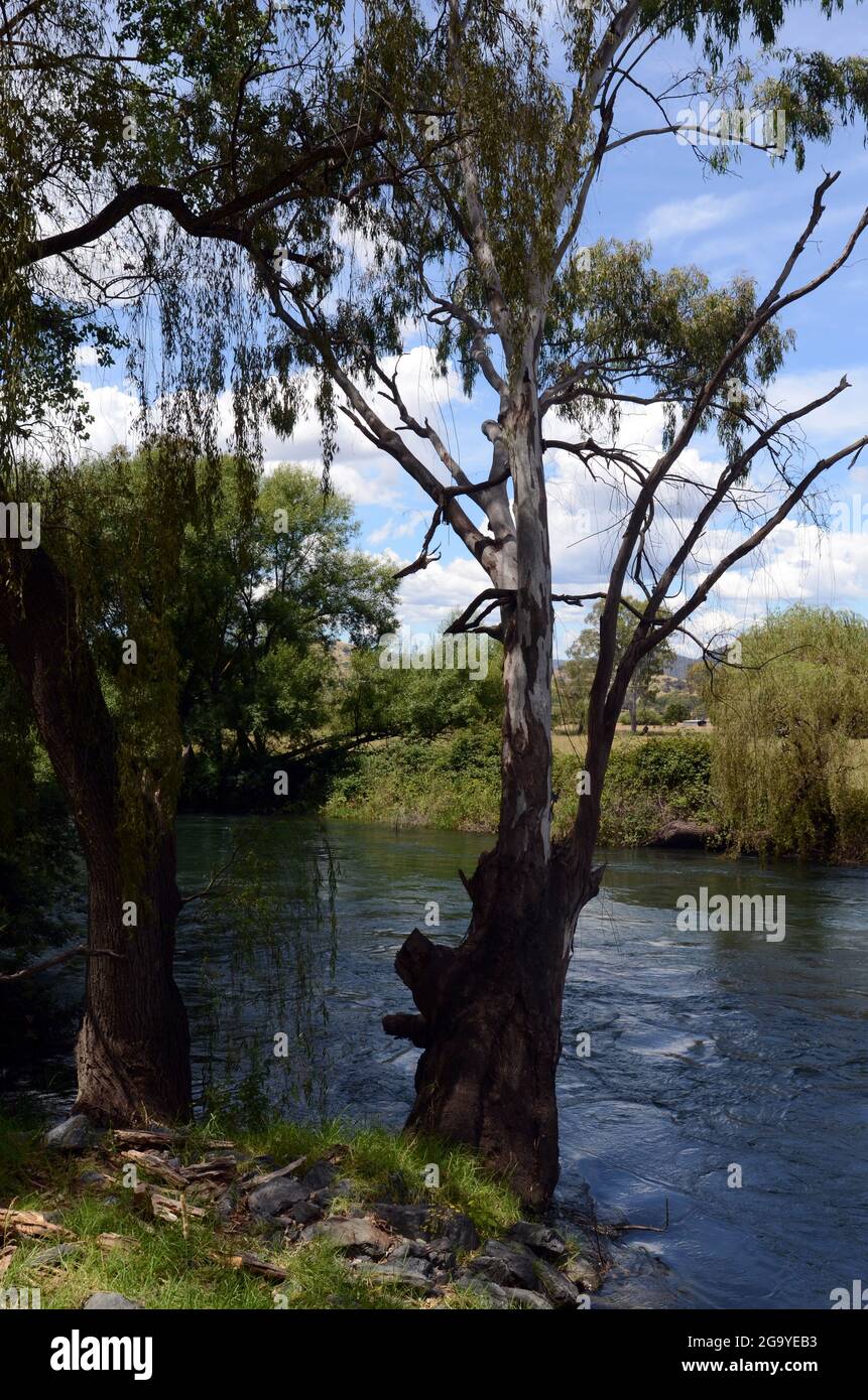 TUMUT, AUSTRALIA - Dec 30, 2020: A view of the Tumut River in the Snowy ...