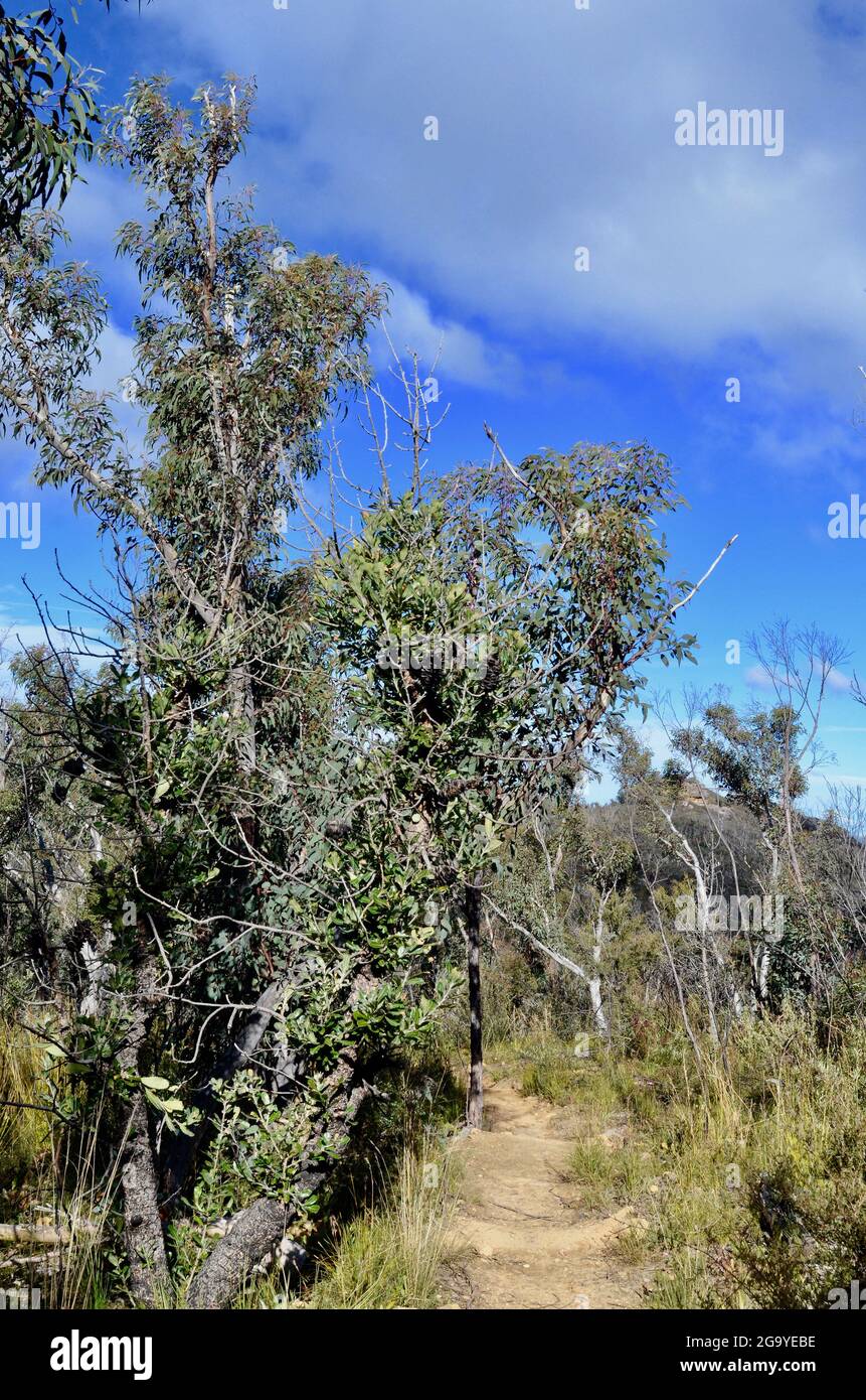 Lockleys Pylon Walking Trail Stock Photo - Alamy