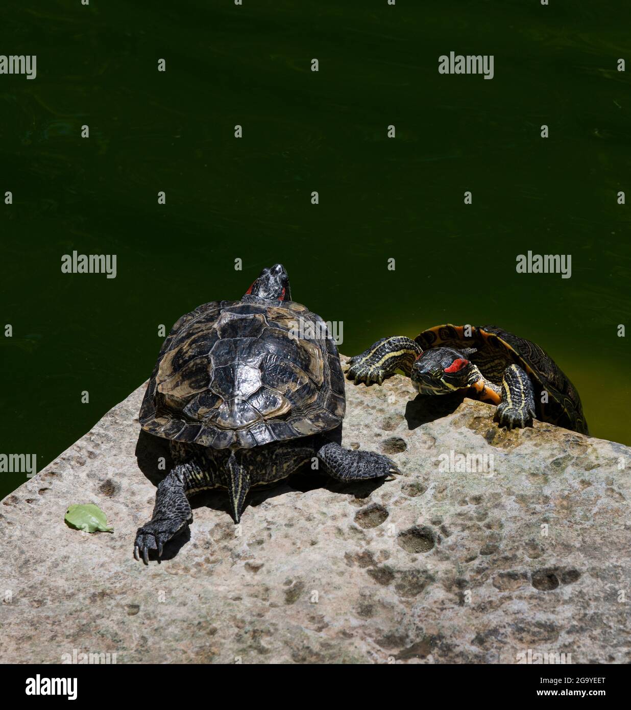 Two turtles on a rock, Sant Antonio gardens, Malta Stock Photo - Alamy