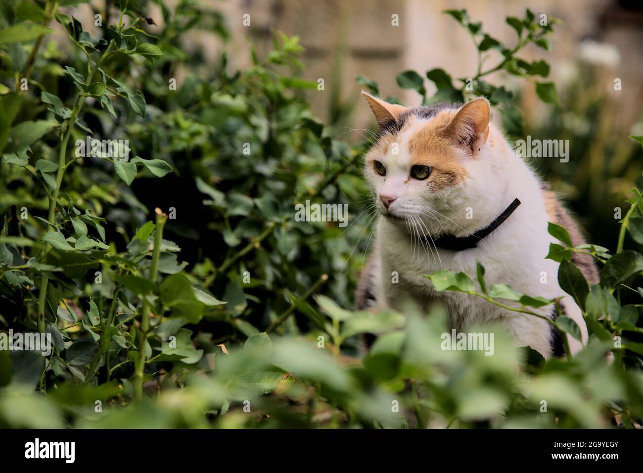 Stout calico cat in a bush Stock Photo - Alamy