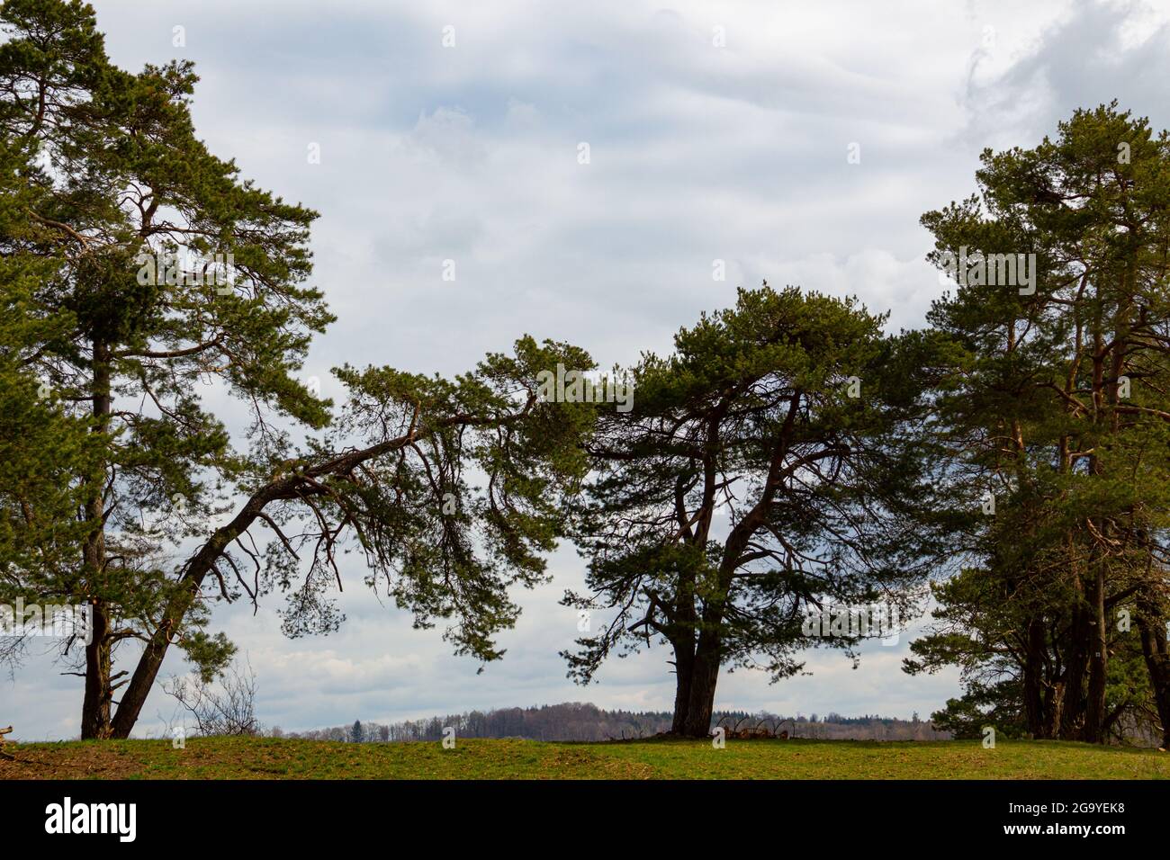 Row of pine trees hi-res stock photography and images - Alamy