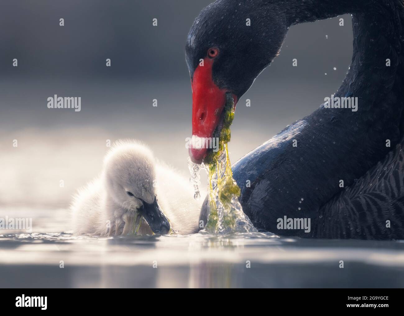 Cygnet australia hi-res stock photography and images - Alamy