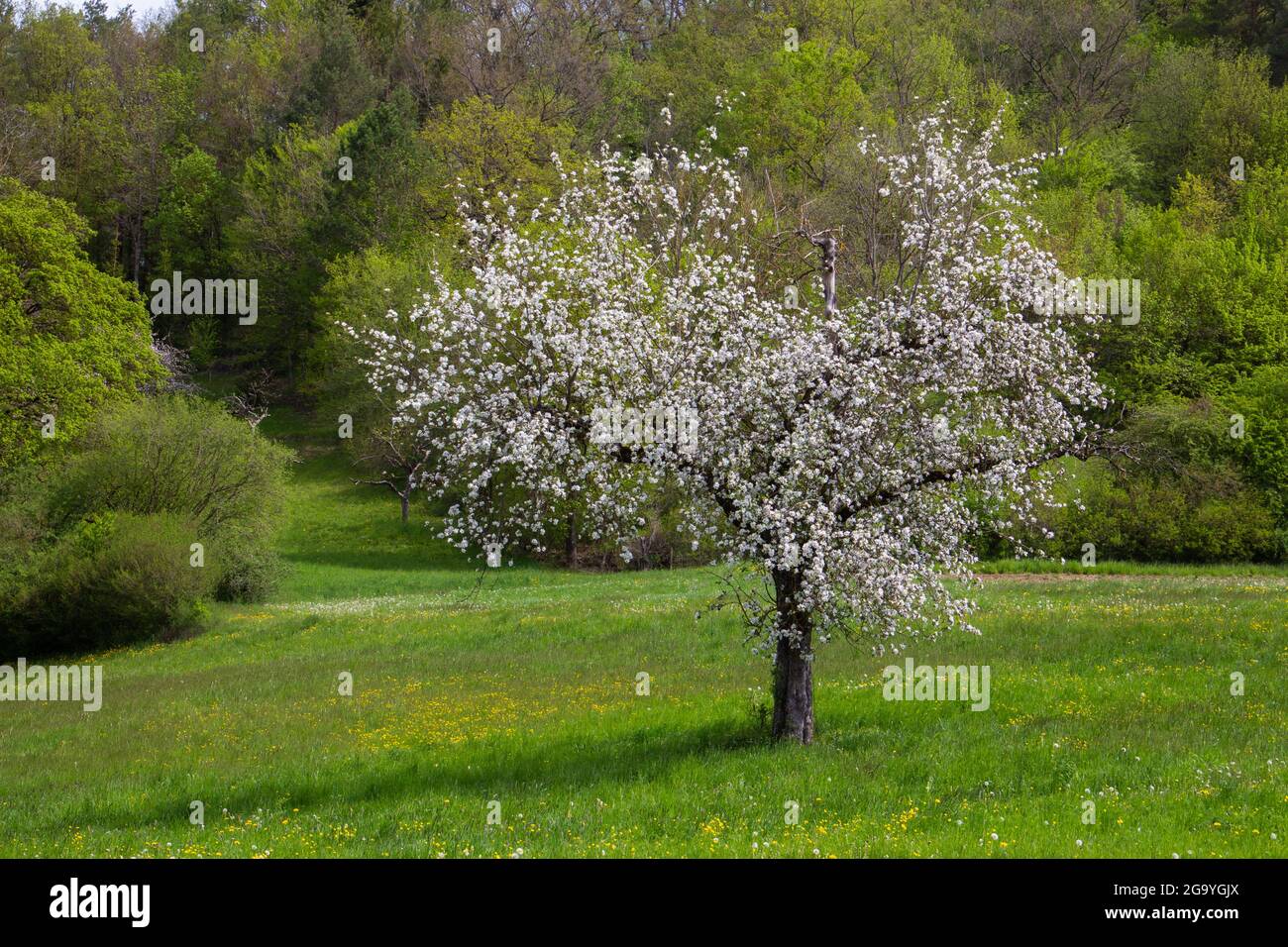Single white blooming apple tree Stock Photo - Alamy