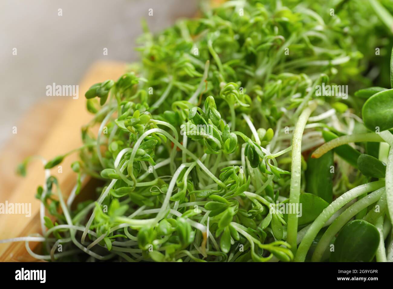 Different fresh micro green sprouts, closeup Stock Photo - Alamy