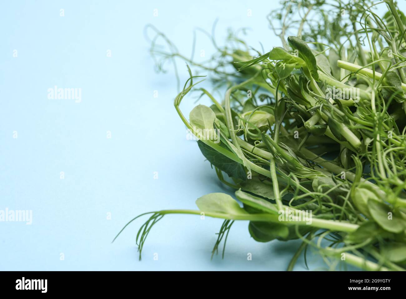 Fresh micro green on color background, closeup Stock Photo - Alamy