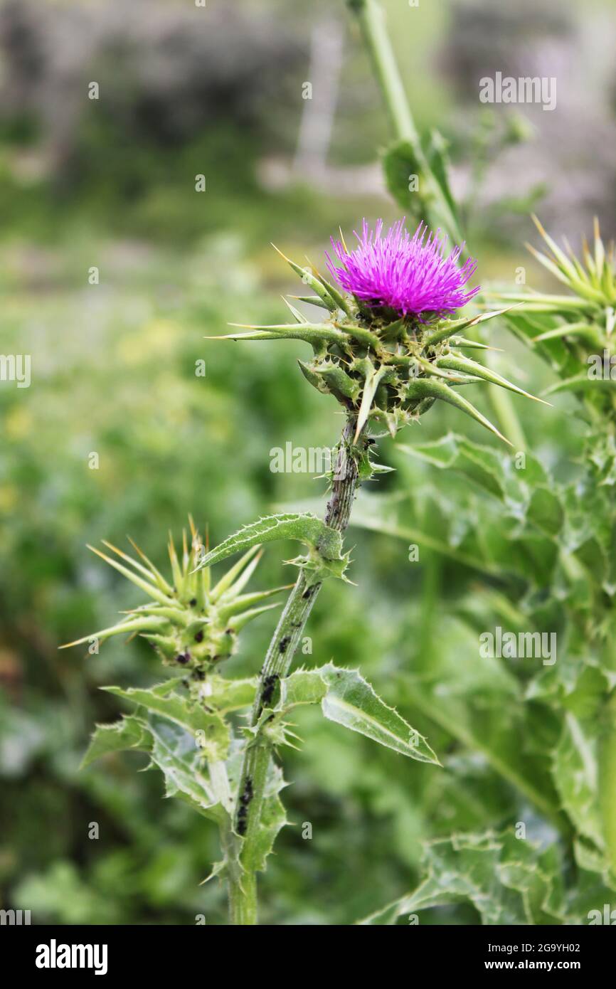 Spiny flower on green background Stock Photo - Alamy