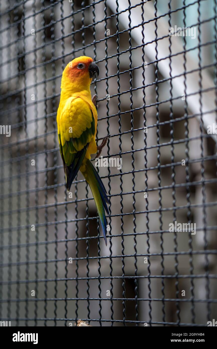 Vertical shot of a colorful parrot perched on cage bars Stock Photo - Alamy
