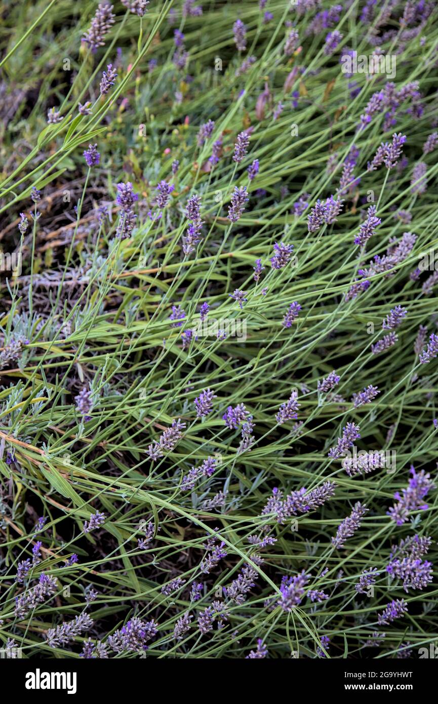 Lavender bush seen up close Stock Photo - Alamy