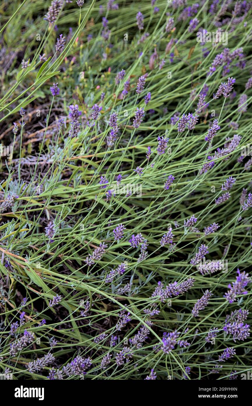 Lavender bush seen up close Stock Photo - Alamy