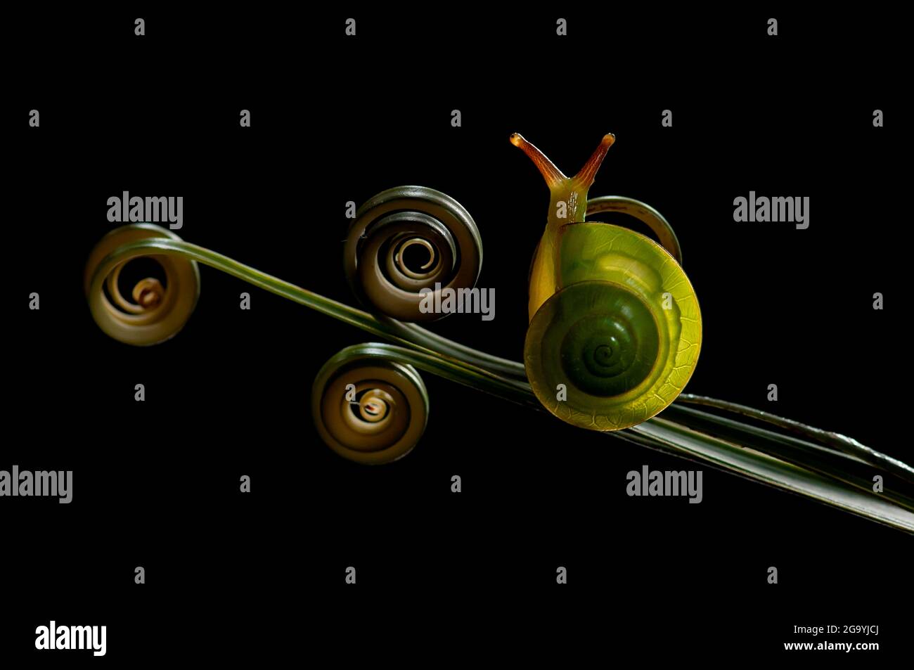 Curled snail hi-res stock photography and images - Alamy