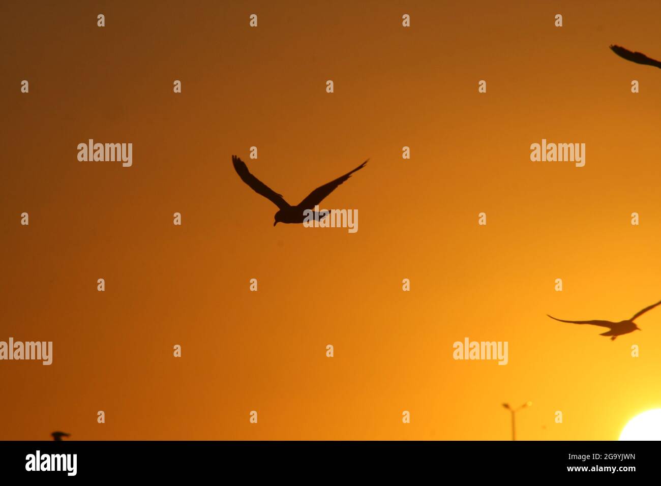 Beautiful view of birds flying in the sky at sunset Stock Photo - Alamy