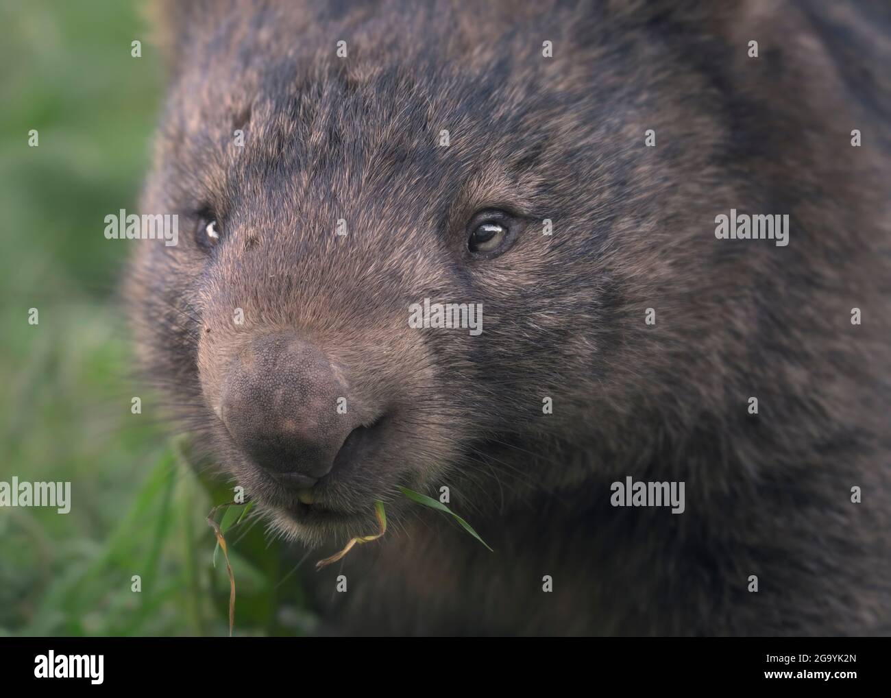 Wombat eating hi-res stock photography and images - Alamy