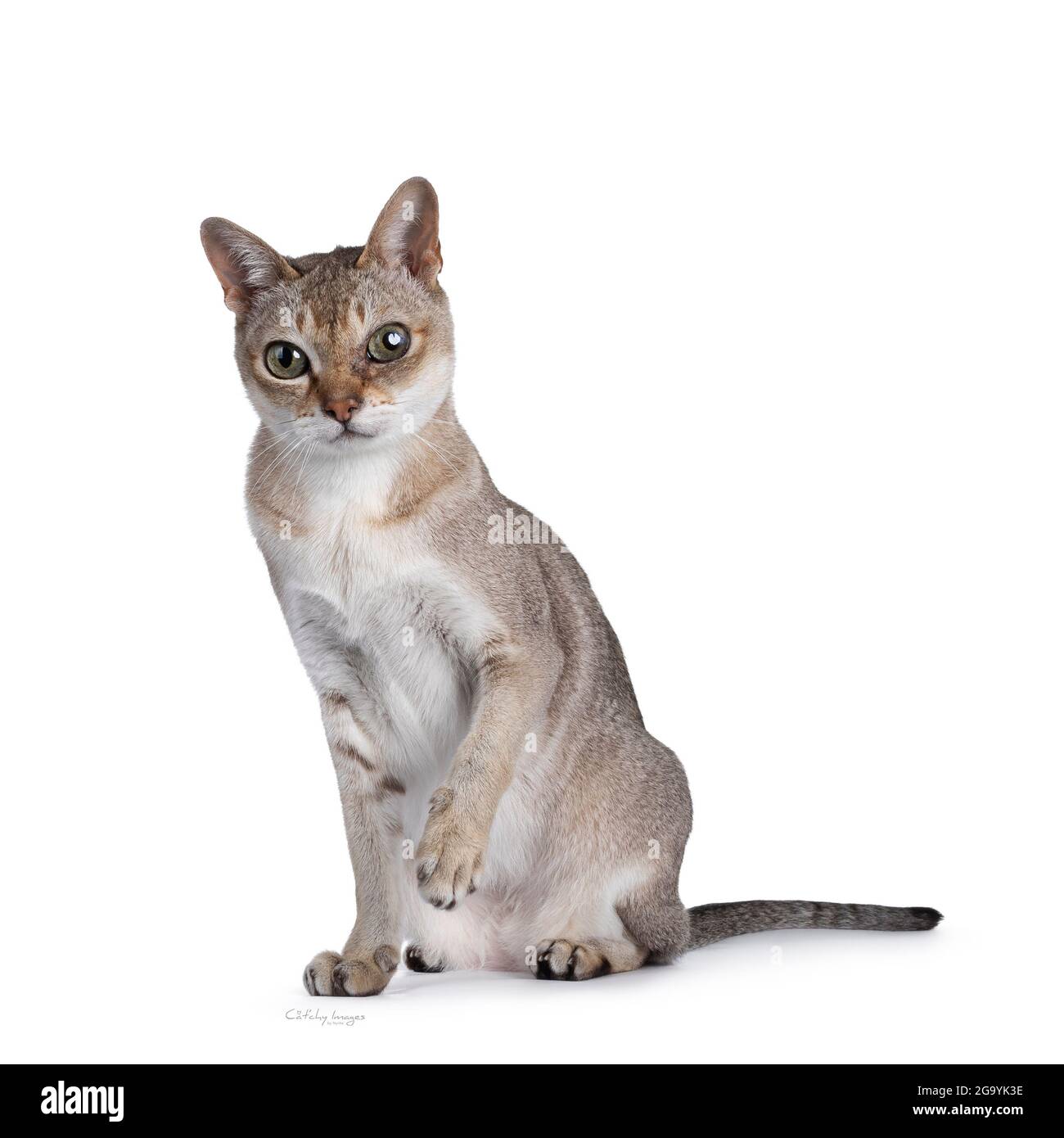 Agouti cat Cut Out Stock Images & Pictures - Alamy