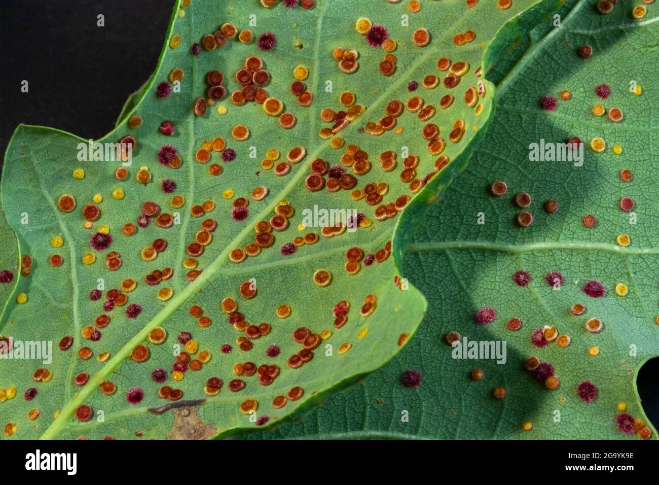 Cynipid or Gall Wasps are minute parasitic wasps that have a complex ...