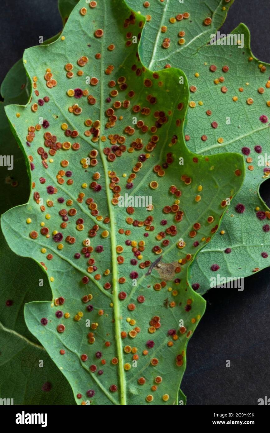 Cynipid or Gall Wasps are minute parasitic wasps that have a complex ...