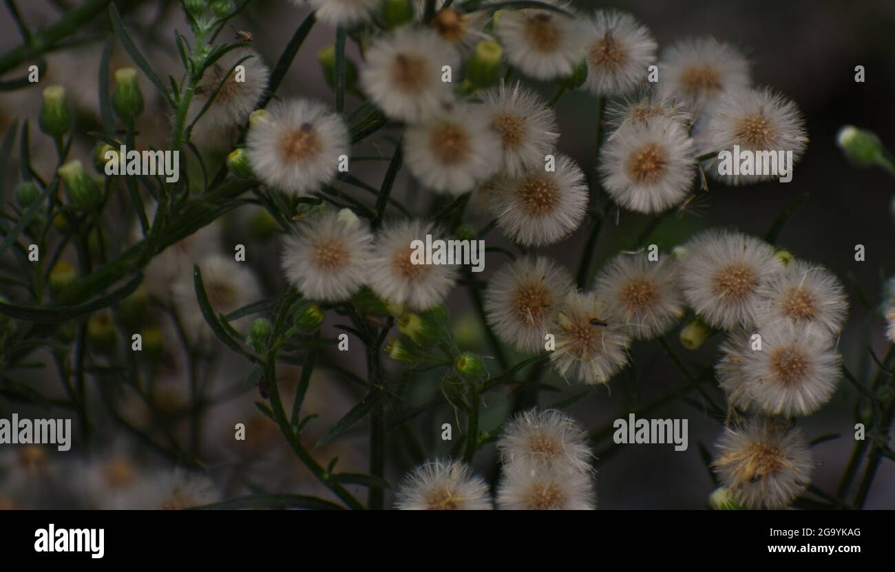 Beautiful flower with so many beautiful textures and colors Stock Photo ...