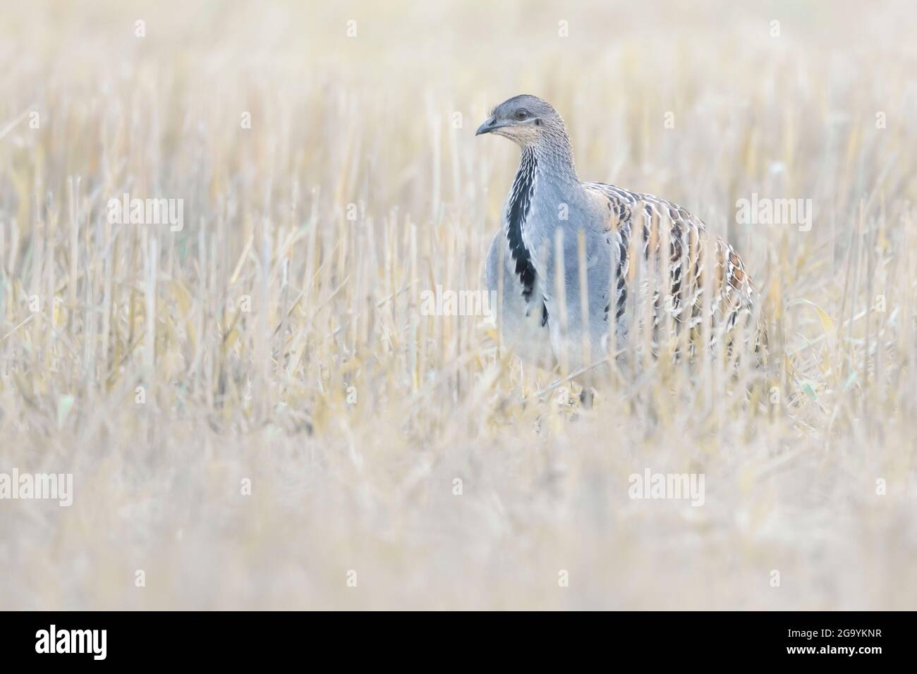 Wild malleefowl (Leipoa ocellata) in wheat stubble paddock, Australia ...