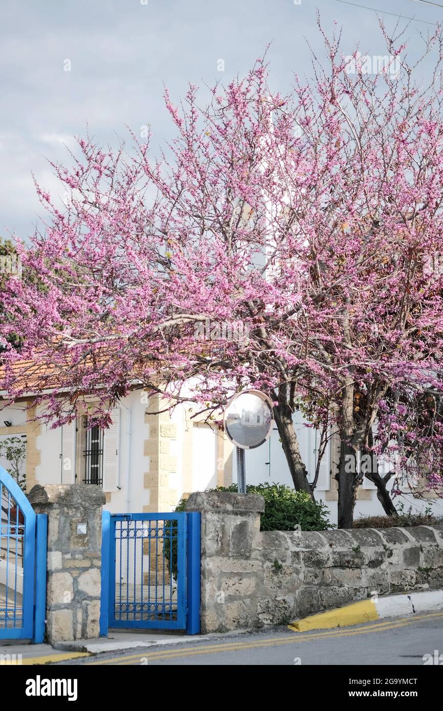 A Ceris siliquastrum judas tree with a orthodox church in the ...
