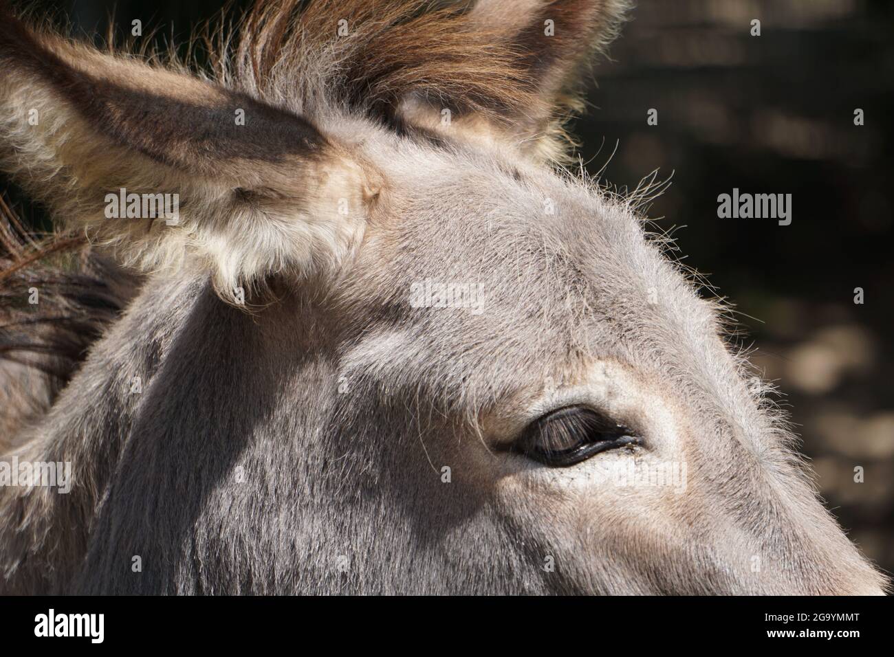 Closeup side-view of a donkey's head on a sunny day Stock Photo - Alamy