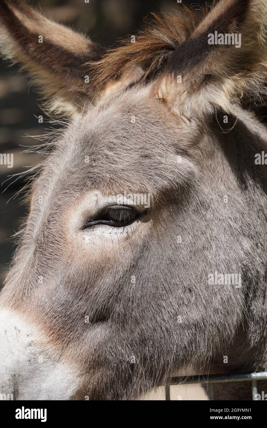 Closeup side-view of a donkey's head on a sunny day Stock Photo - Alamy